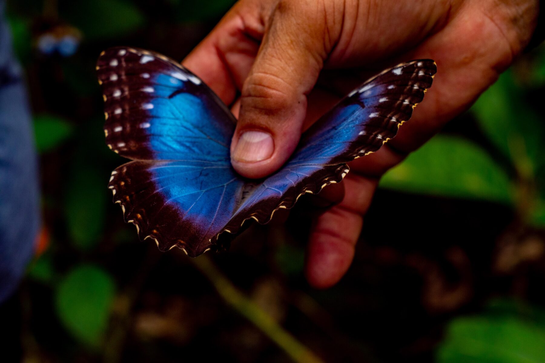 Butterfly Research - Fund for Education Abroad