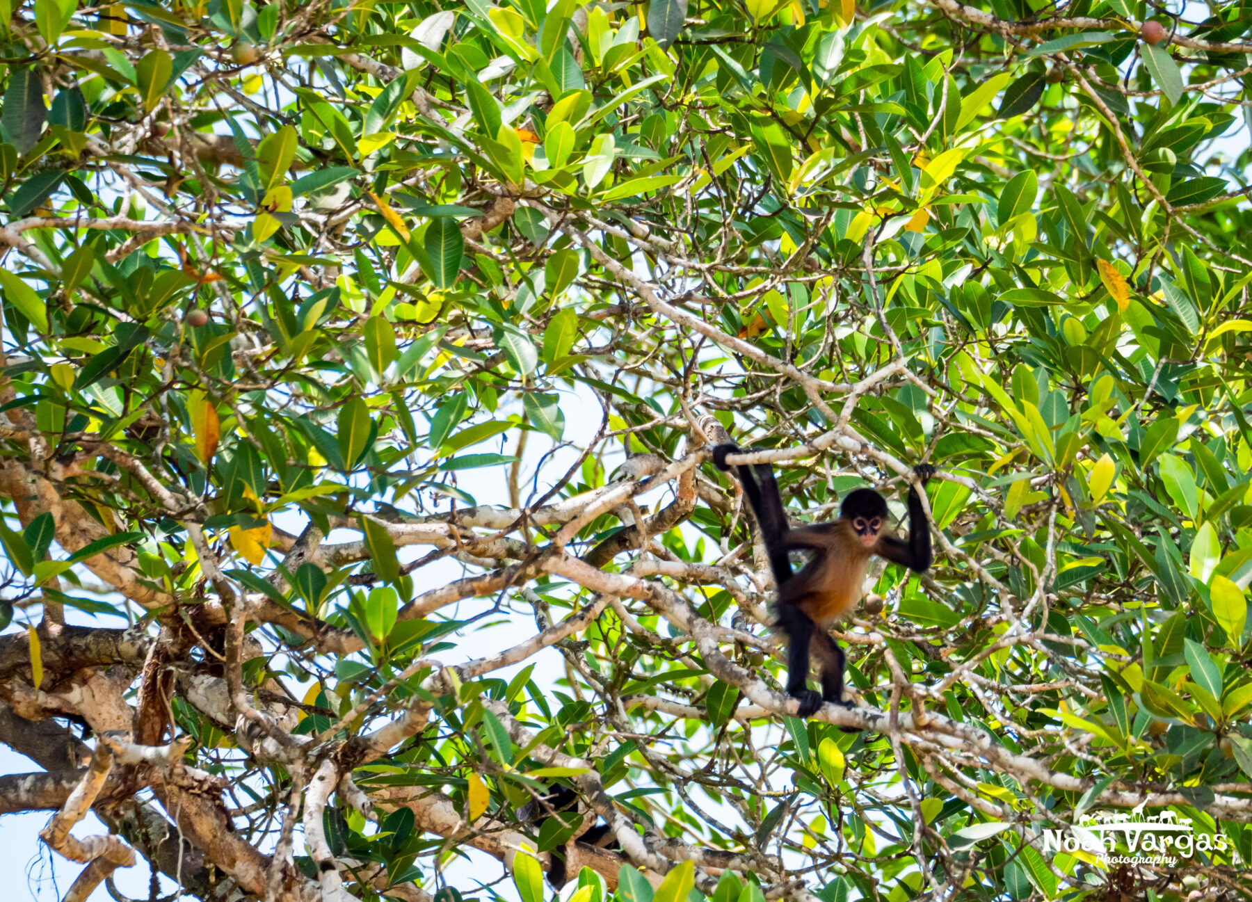 Monkeys! – Fund for Education Abroad